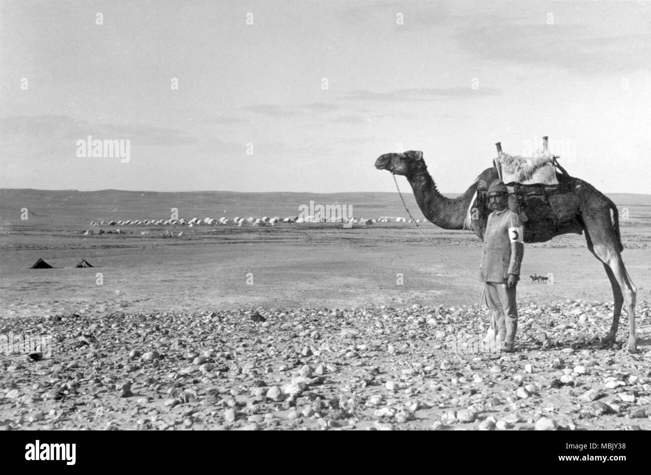 War camel hi-res stock photography and images - Alamy