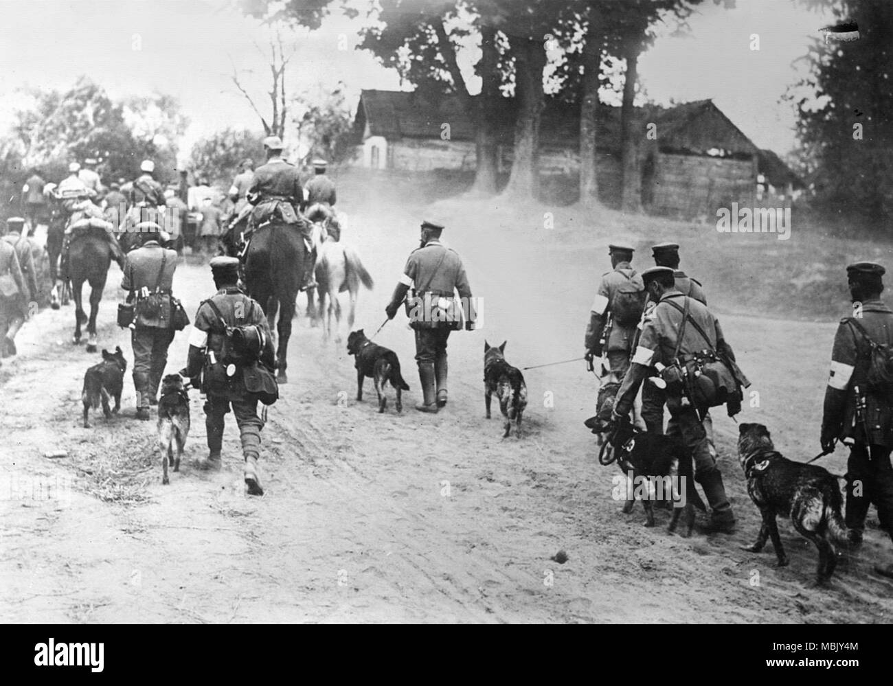 Red Cross Dogs to the Front Stock Photo - Alamy