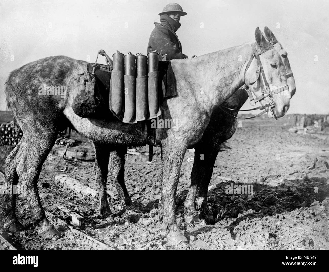 War mules hi-res stock photography and images - Alamy