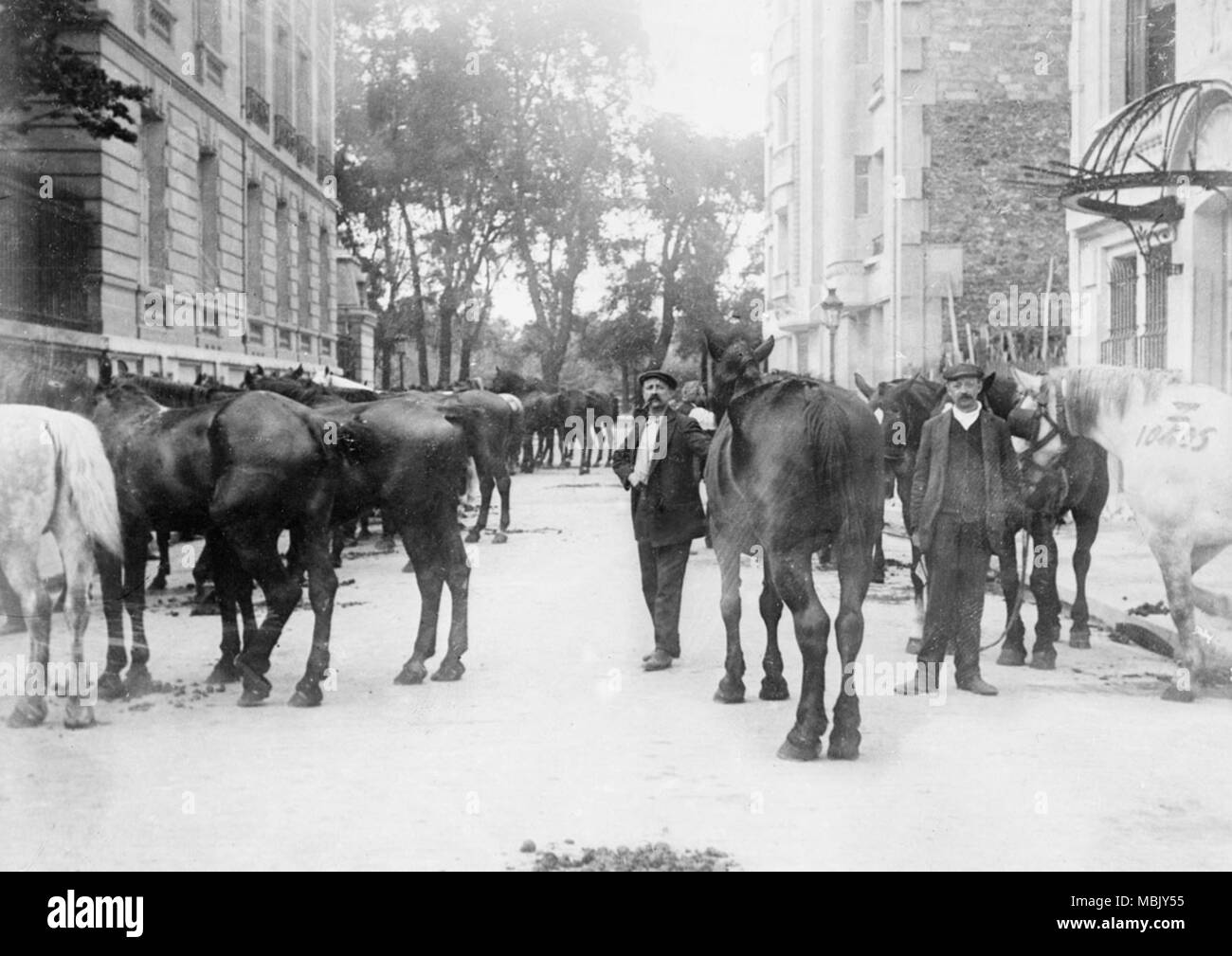 World war i horses hi-res stock photography and images - Alamy