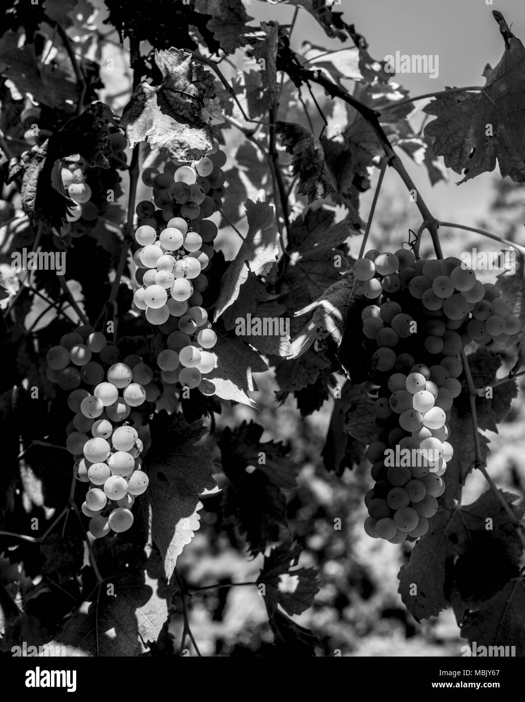 Grape leaves closeup Black and White Stock Photos & Images - Alamy