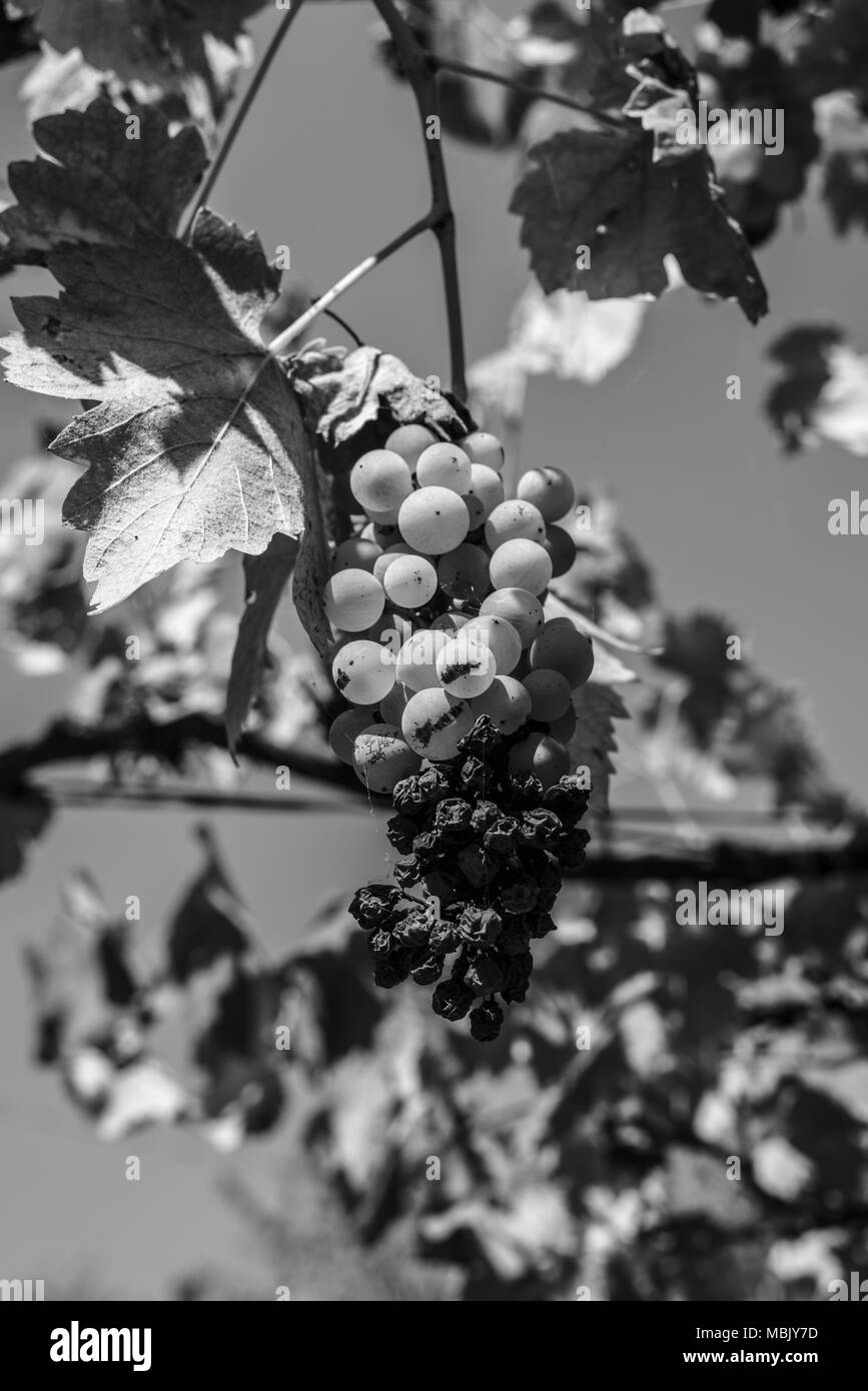 Grape leaves closeup Black and White Stock Photos & Images - Alamy