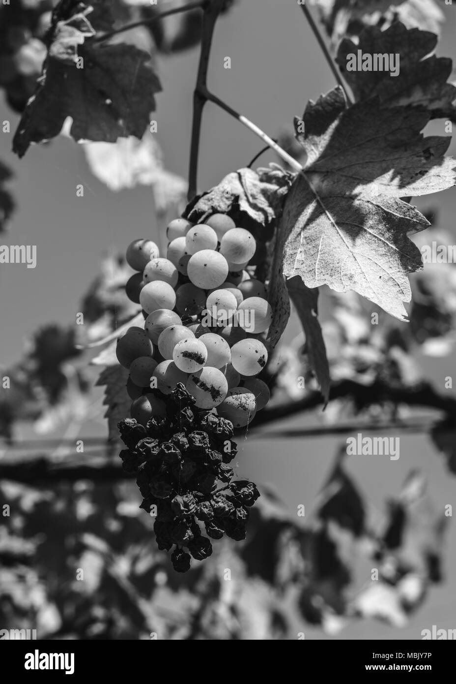 Grape leaves closeup Black and White Stock Photos & Images - Alamy