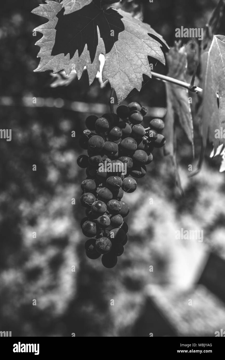 Growing grapes for wine Black and White Stock Photos & Images - Alamy