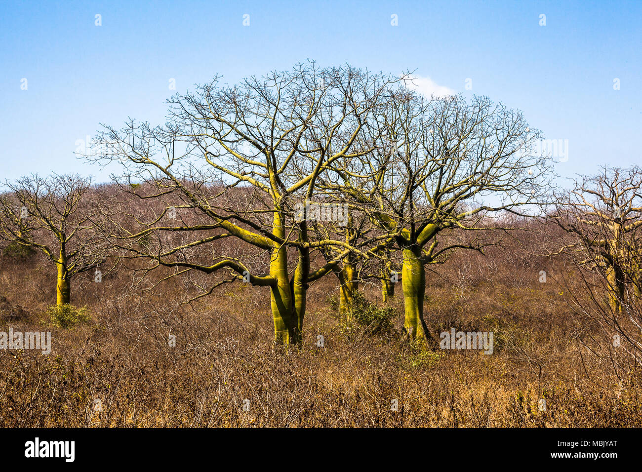 Giant ceiba trees in coast of Ecuador Stock Photo - Alamy