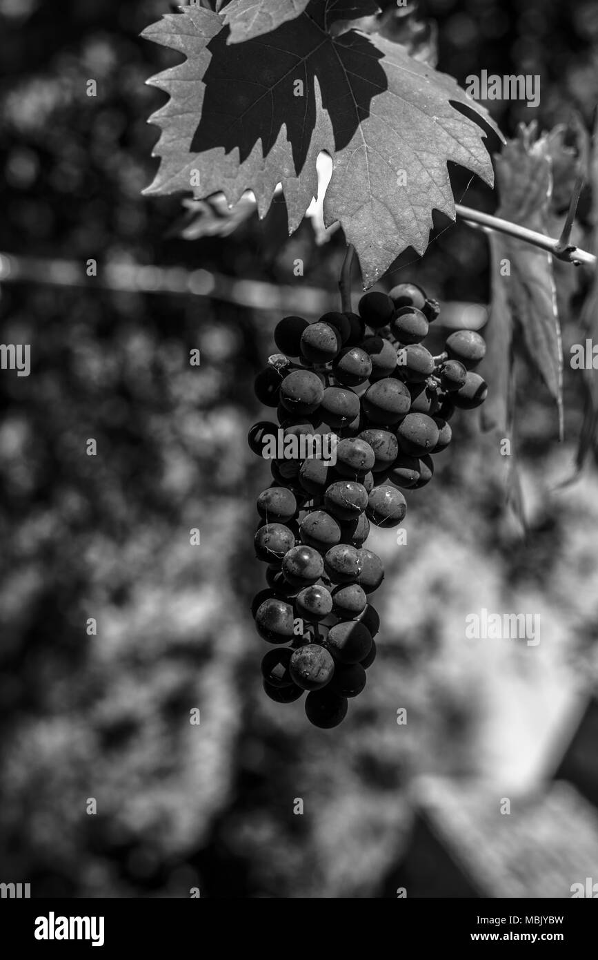 Growing grapes for wine Black and White Stock Photos & Images - Alamy