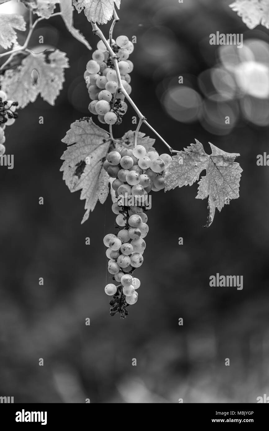 Growing grapes for wine Black and White Stock Photos & Images - Alamy