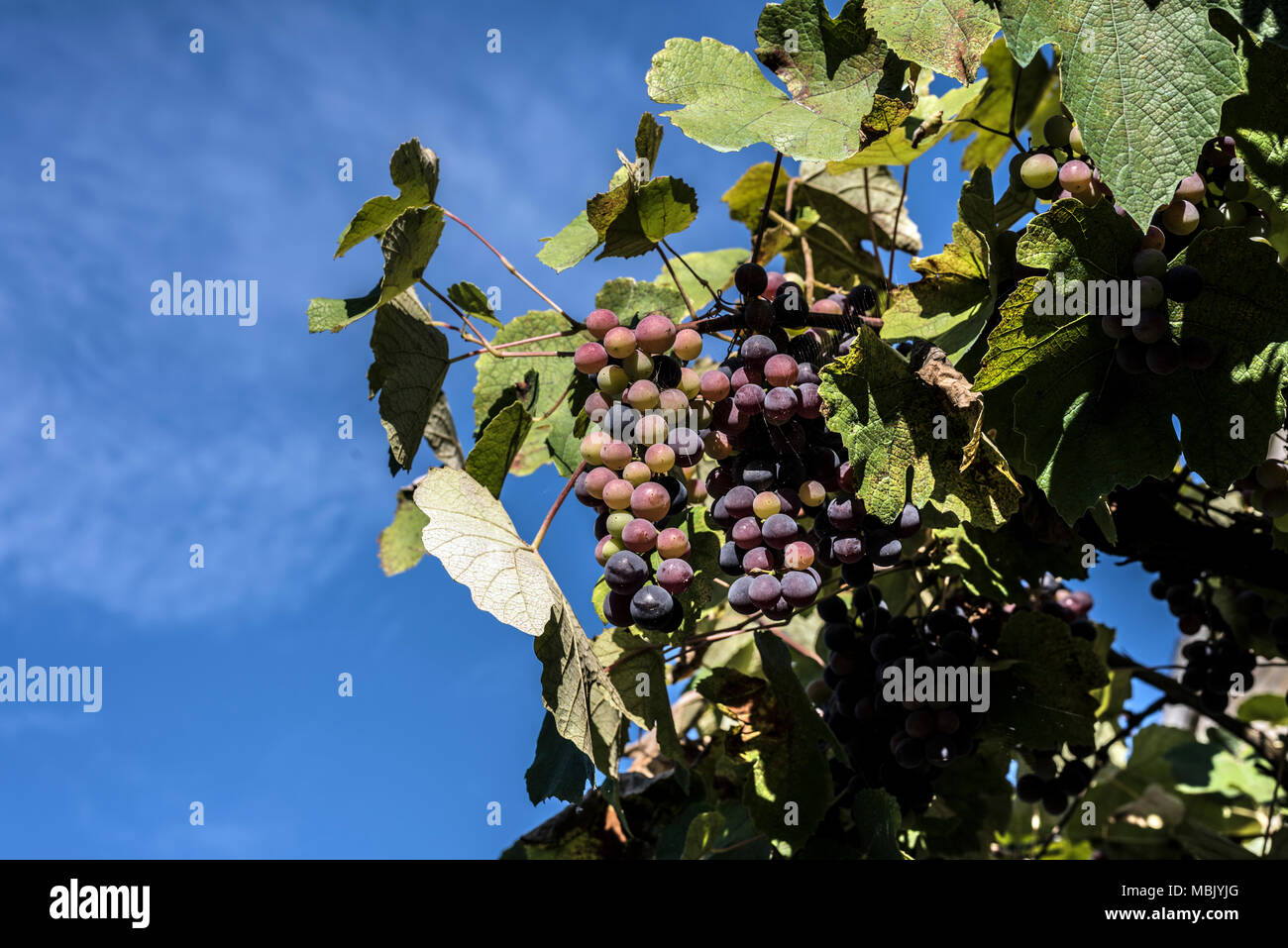 Grapevine plant hi-res stock photography and images - Alamy