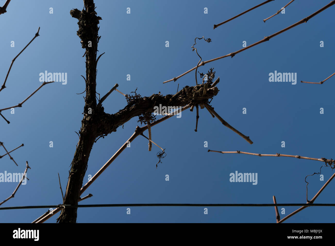 Grapevine agriculture hi-res stock photography and images - Alamy