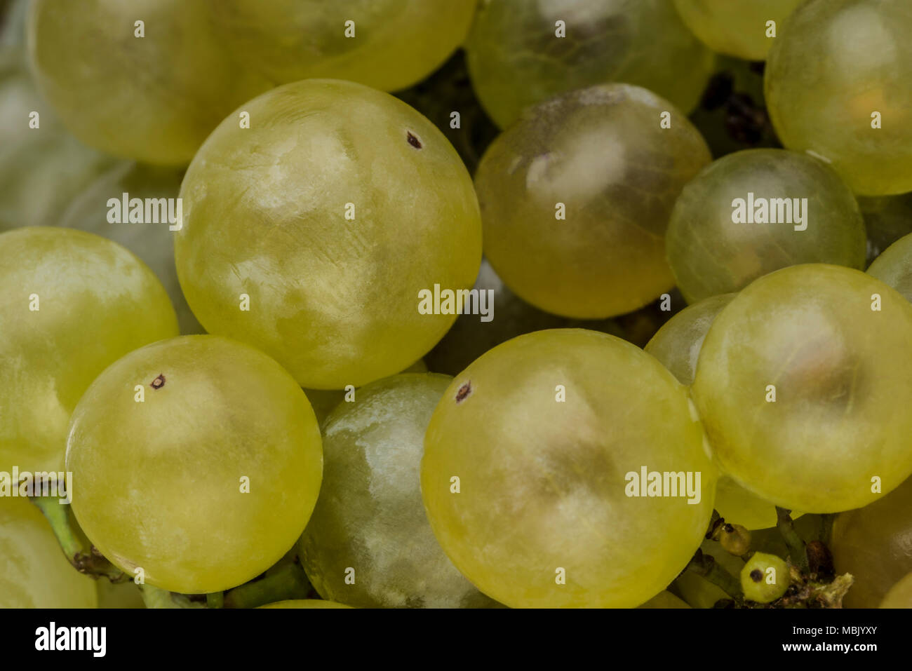 green grapes macro close up Stock Photo - Alamy
