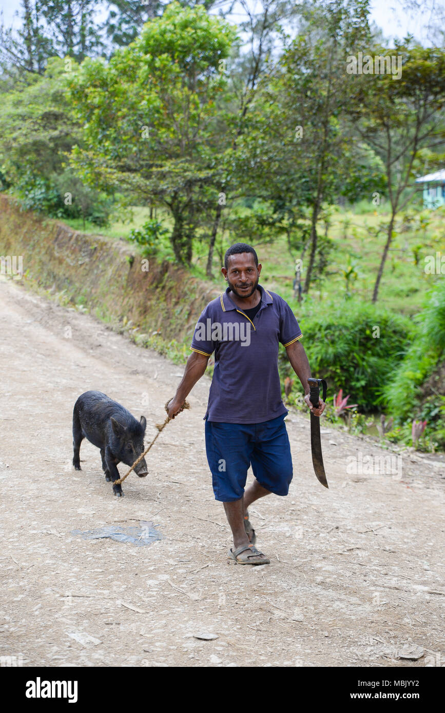 An adult man leading a pig on the main street of the village, Tari ...