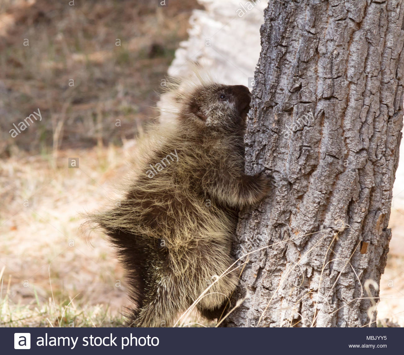Tree Porcupines High Resolution Stock Photography and Images - Alamy