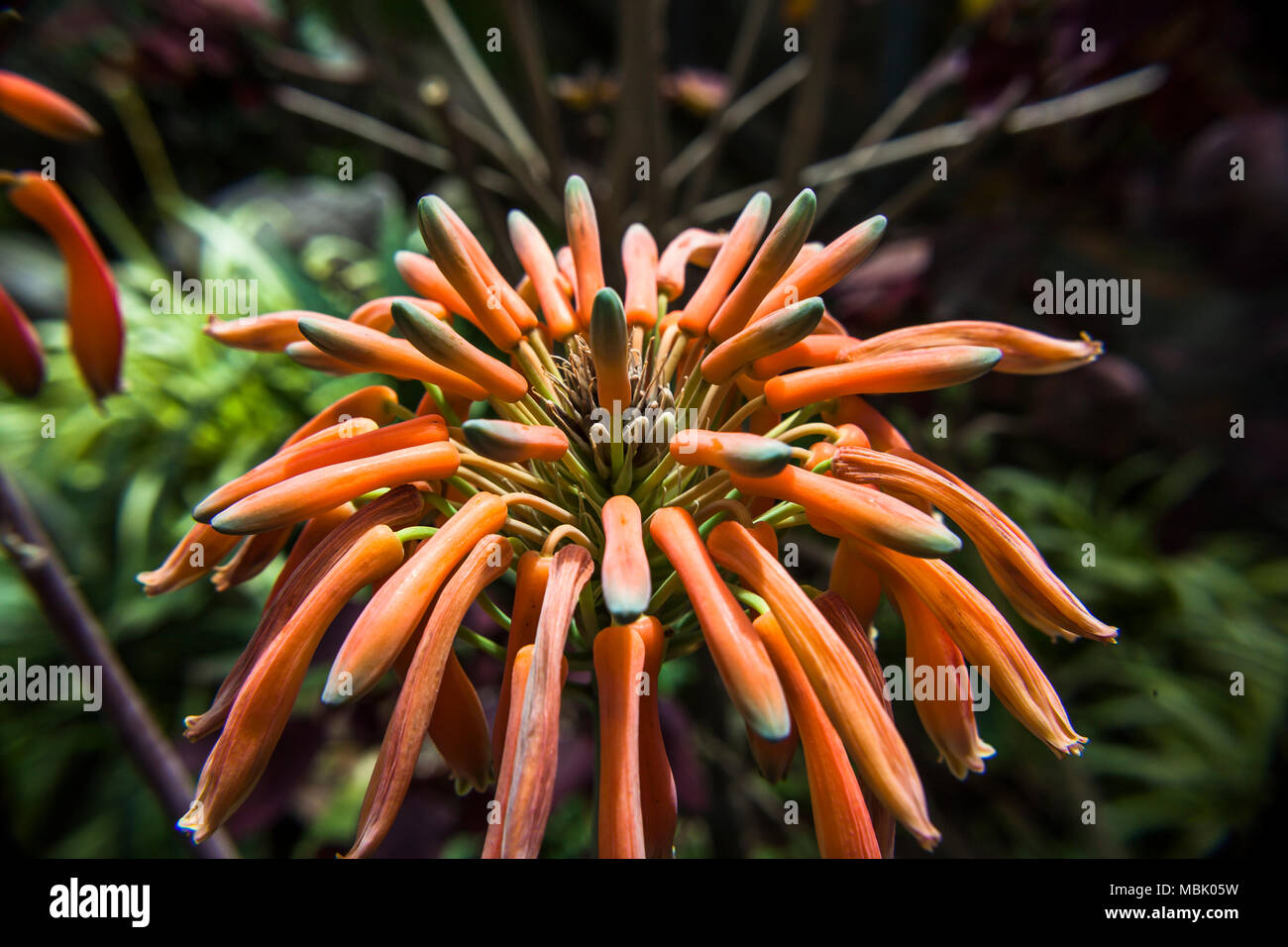 Aloe vera vibrant orange flower hi-res stock photography and images - Alamy