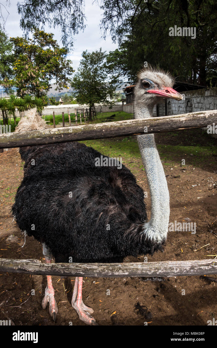 Ostrich Length, in a pen Stock Photo - Alamy