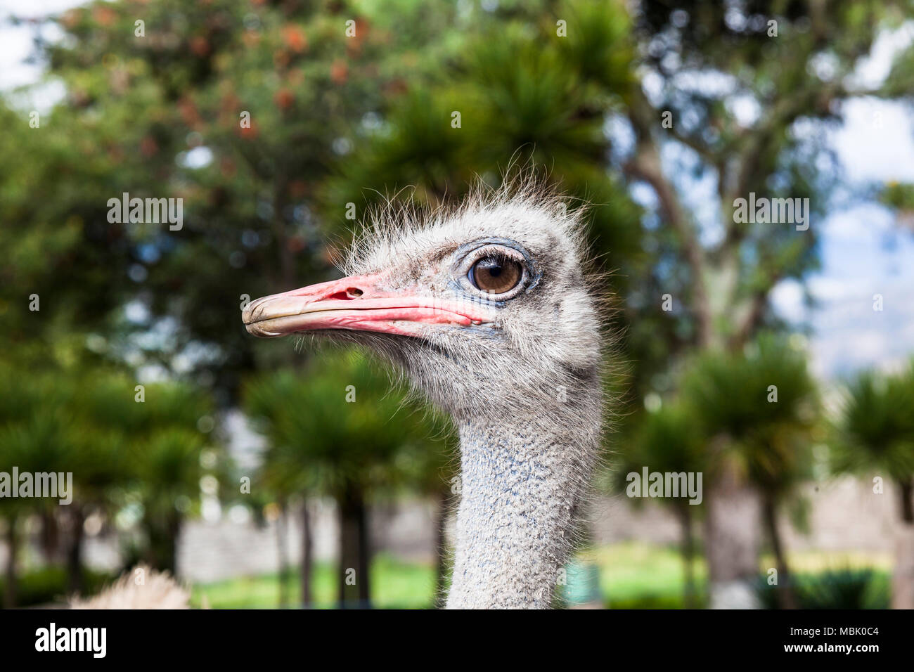 Ostrich head side view Stock Photo - Alamy
