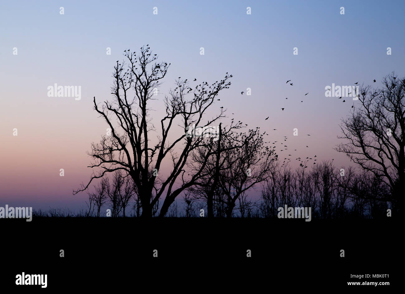 Perched in trees hi-res stock photography and images - Alamy