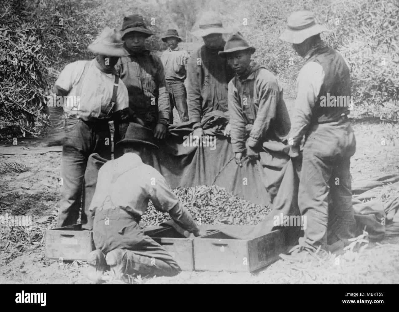 California Native Japanese Stock Photo - Alamy