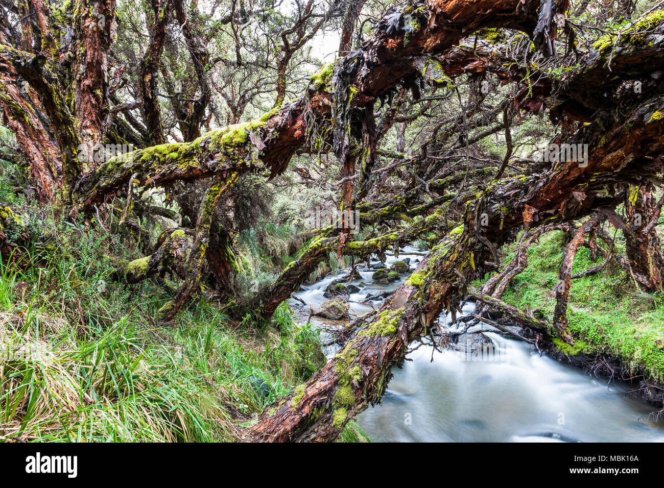 Polylepis forest, also called paper tree, ancient trees Stock Photo - Alamy