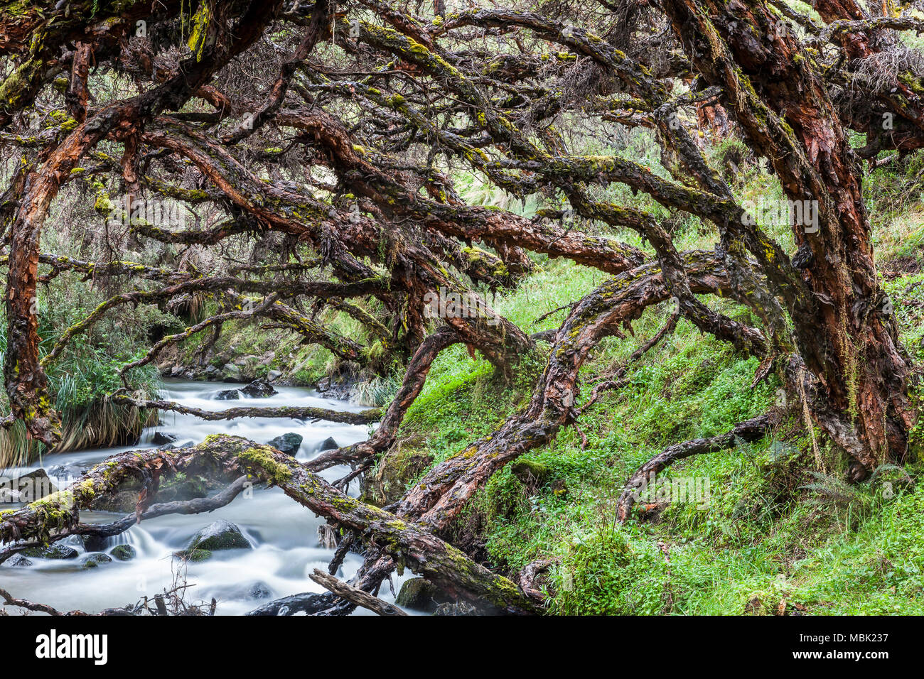Polylepis forest, also called paper tree, ancient trees Stock Photo - Alamy