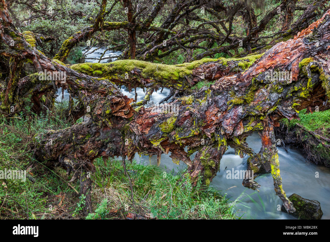 Polylepis forest, also called paper tree, ancient trees Stock Photo - Alamy