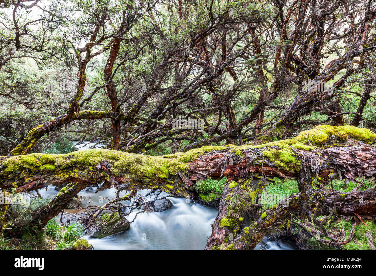 Polylepis forest, also called paper tree, ancient trees Stock Photo - Alamy