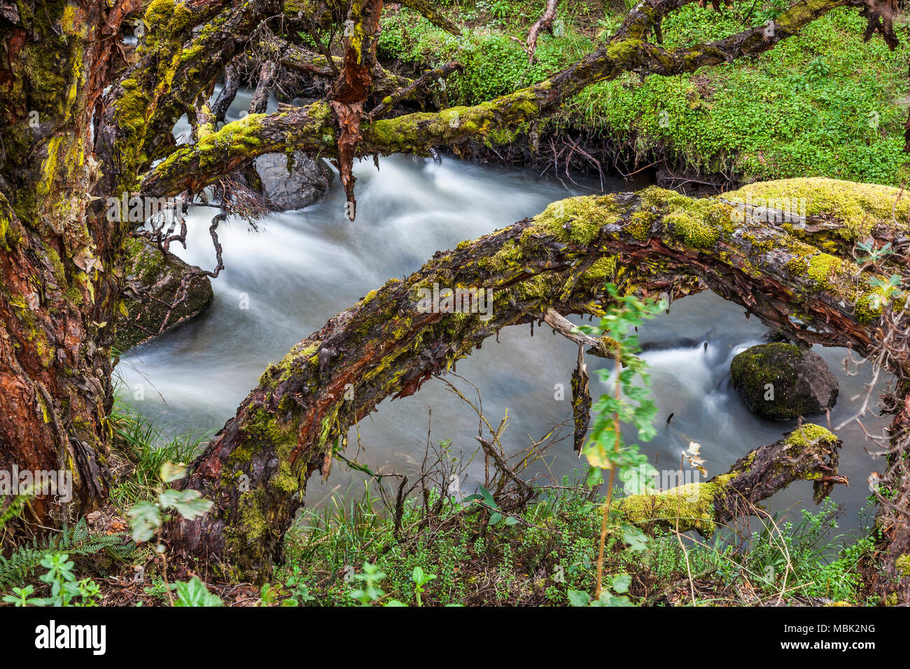 Polylepis forest, also called paper tree, ancient trees Stock Photo - Alamy