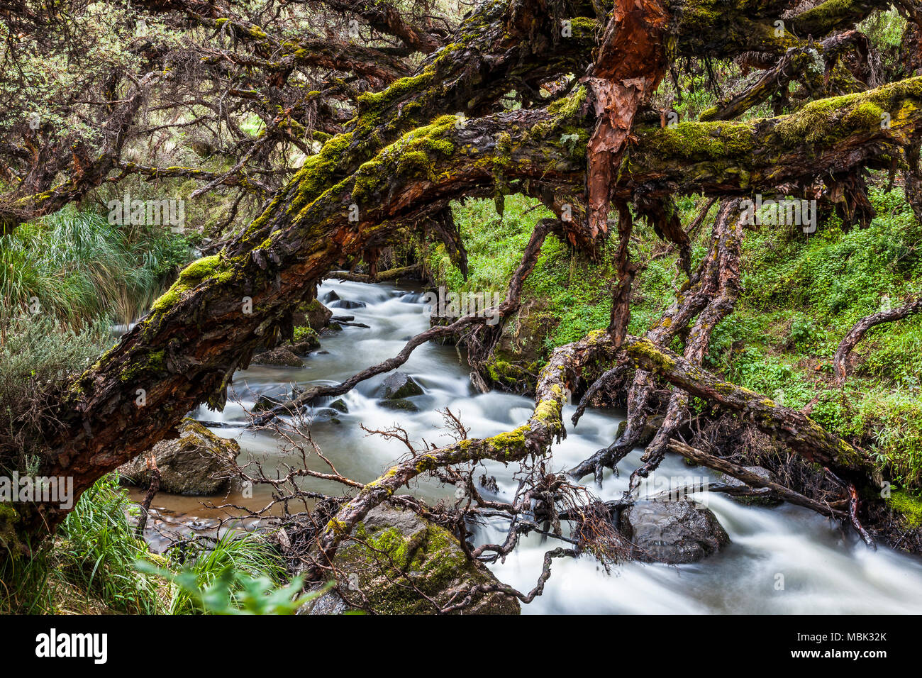 Polylepis forest, also called paper tree, ancient trees Stock Photo - Alamy