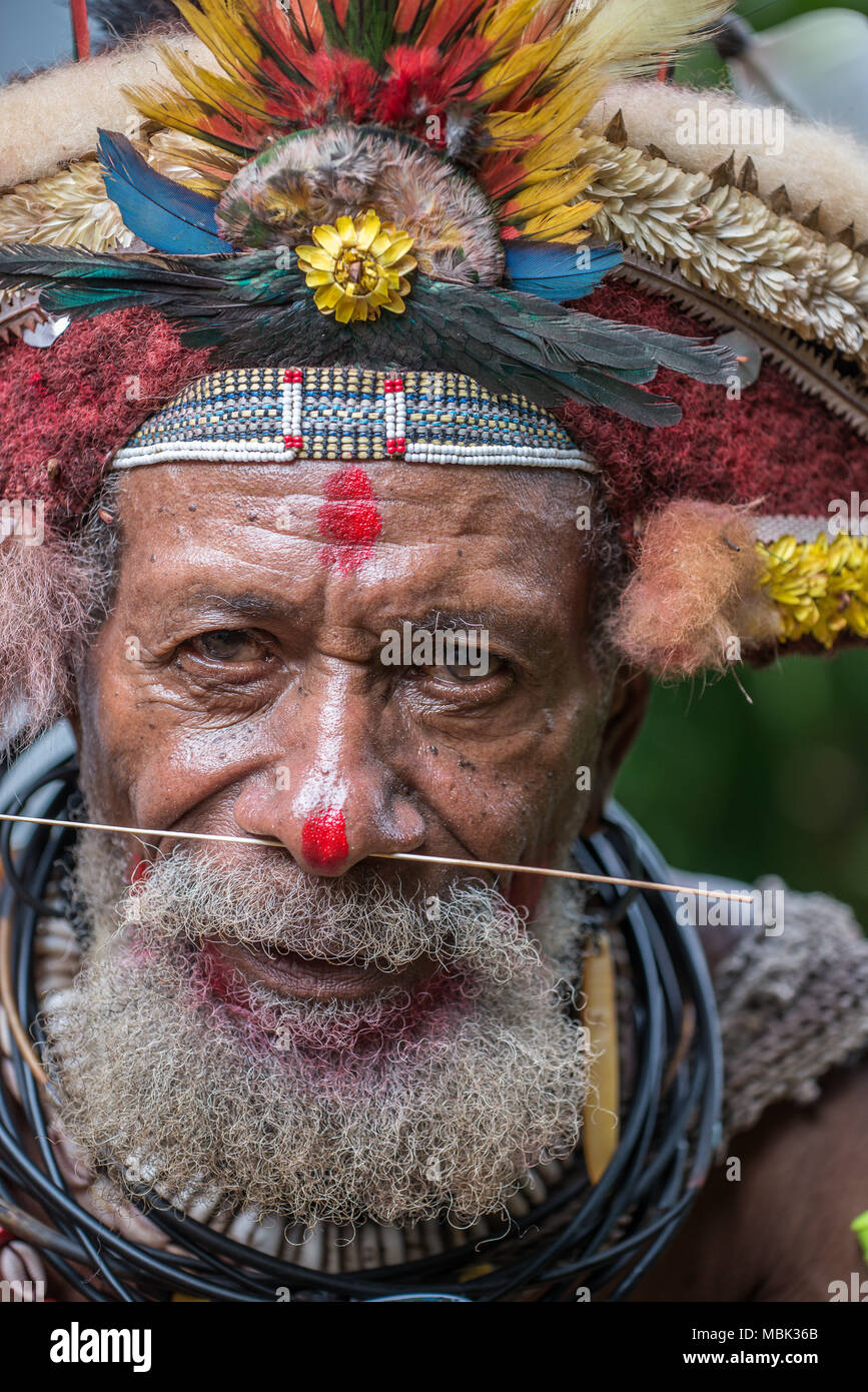 An adult Huli wigman painted for a sing-sing show, tari Valley, Papua ...