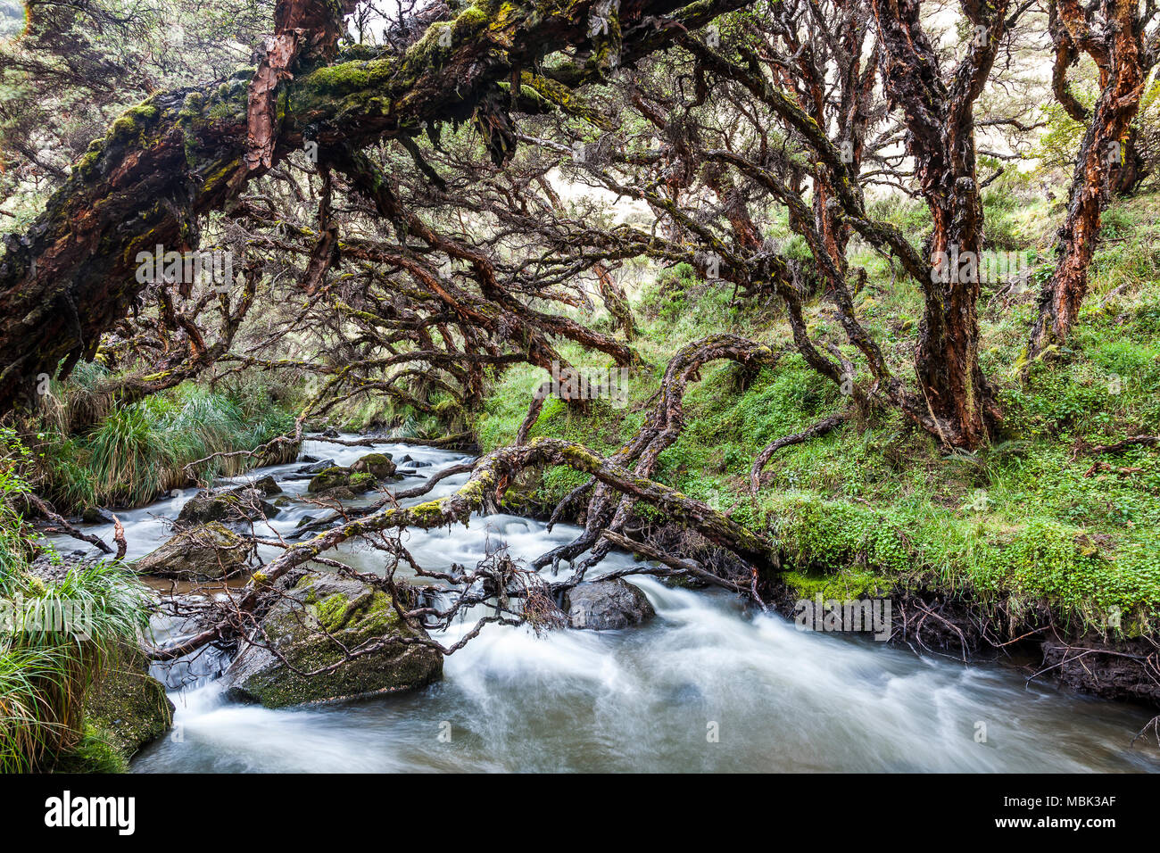 Polylepis forest, also called paper tree, ancient trees Stock Photo - Alamy