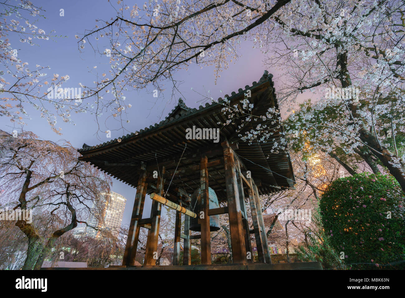 Zojoji temple to cherry blossom hi-res stock photography and images - Alamy