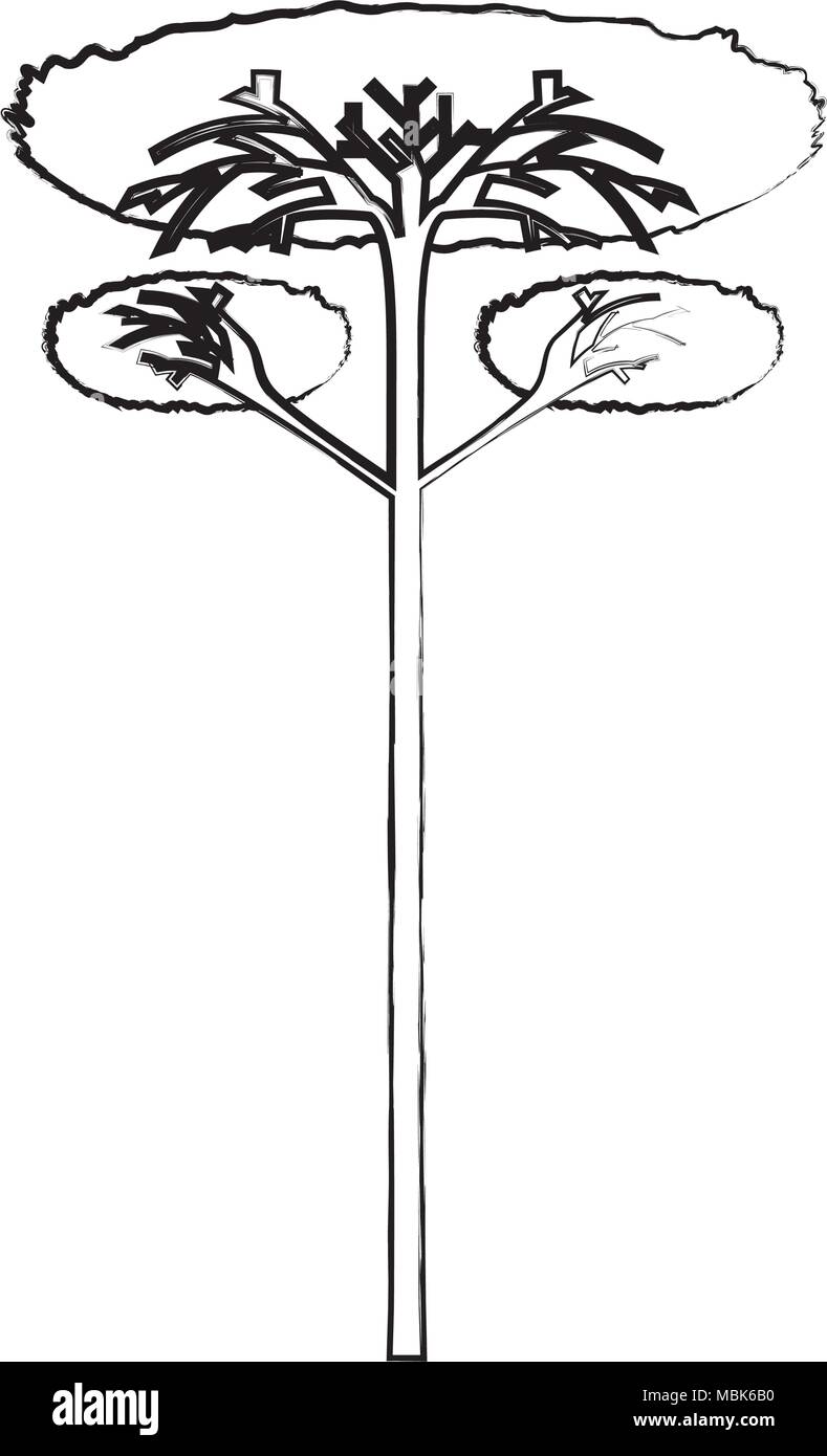 sketch of tall tree icon over white background, vector illustration ...