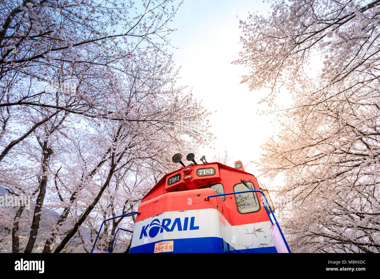 Jinhae, South Korea - Apr 1, 2018 : Jinhae Gunhangje Festival is the ...
