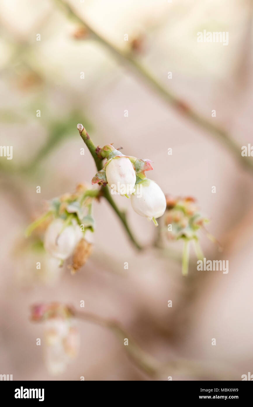 Blueberry Plant Just Putting out Blooms Stock Photo - Alamy