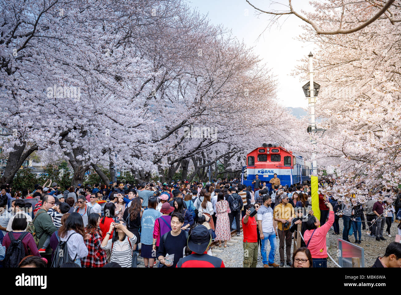 Jinhae, South Korea - Apr 1, 2018 : Jinhae Gunhangje Festival is the ...