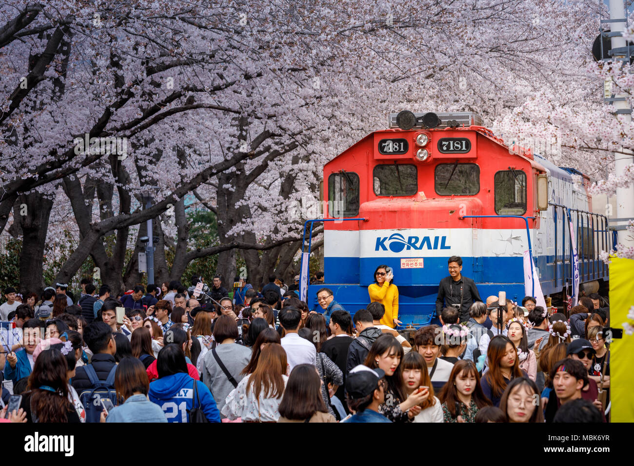 Jinhae, South Korea - Apr 1, 2018 : Jinhae Gunhangje Festival is the ...
