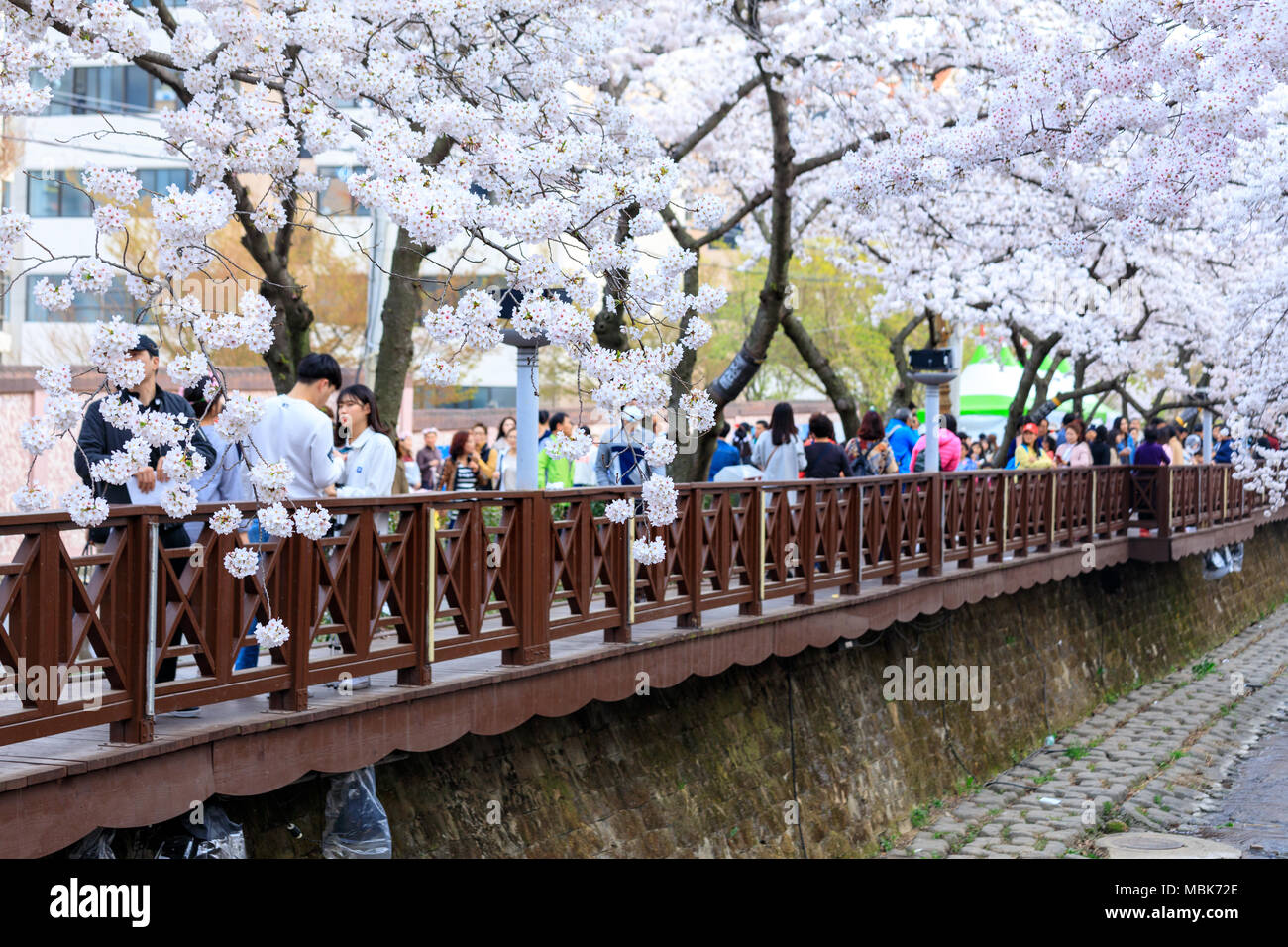 Jinhae, South Korea - Apr 1, 2018 : Jinhae Gunhangje Festival Cherry ...