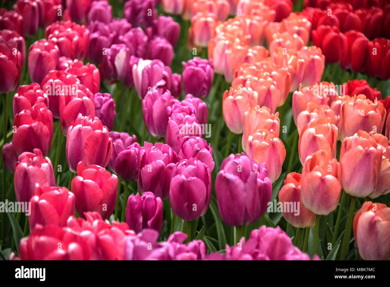 Multi-colored tulips in Holland Stock Photo - Alamy