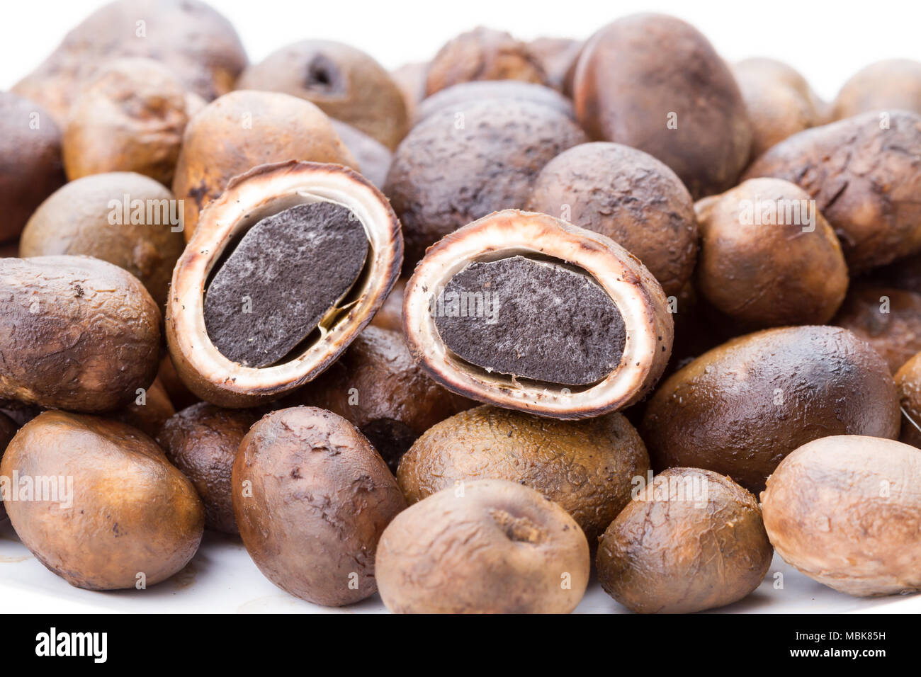 Mushroom - Barometer Earthstars (Astraeus hygrometricus Stock Photo - Alamy