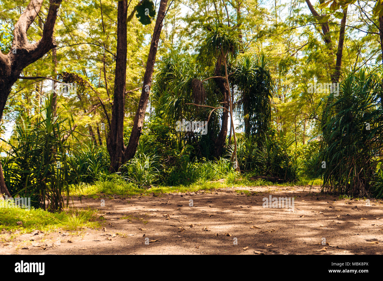 Green daylight path hi-res stock photography and images - Alamy