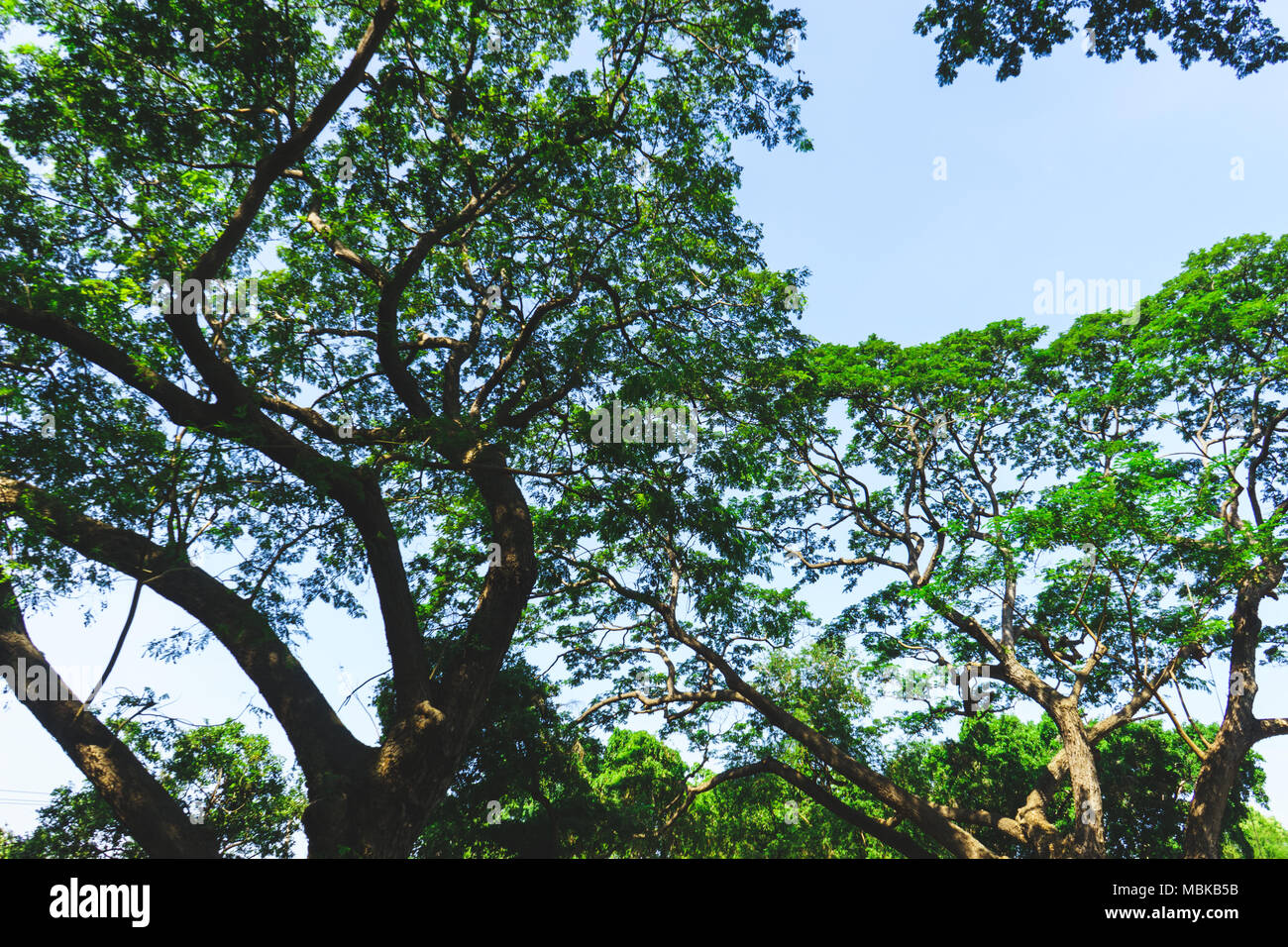 Outdoor tree on sky background Stock Photo - Alamy