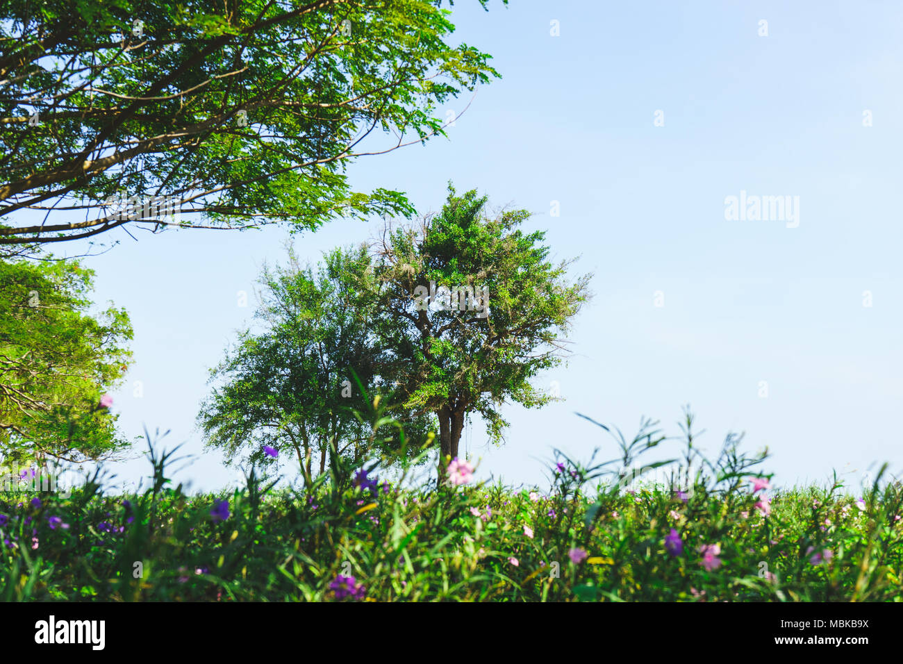 Outdoor tree on sky background Stock Photo - Alamy