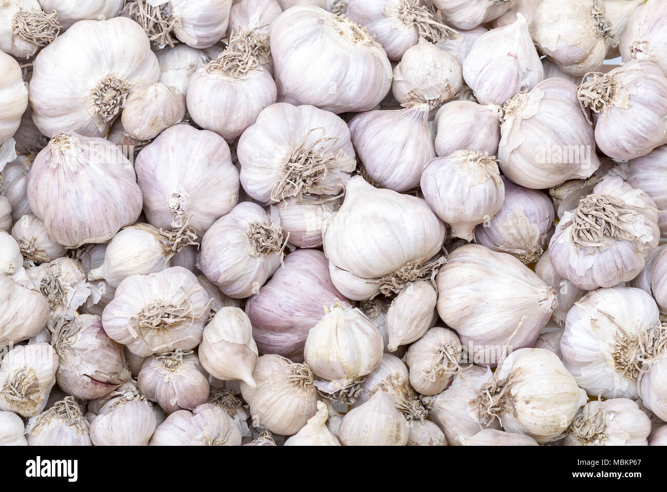 Allium Sativum Linn High Resolution Stock Photography and Images - Alamy