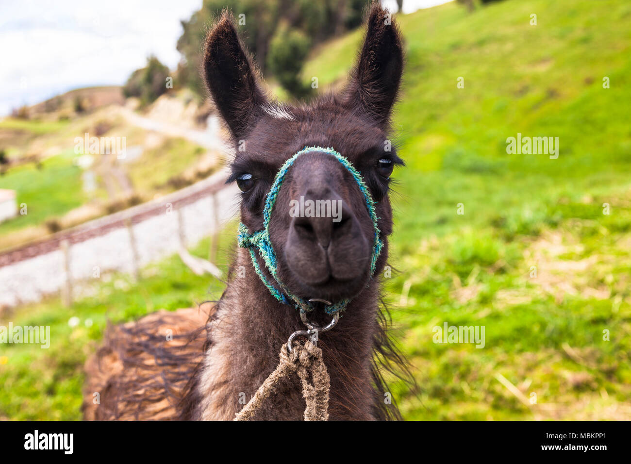 Llamas ecuador hi-res stock photography and images - Alamy