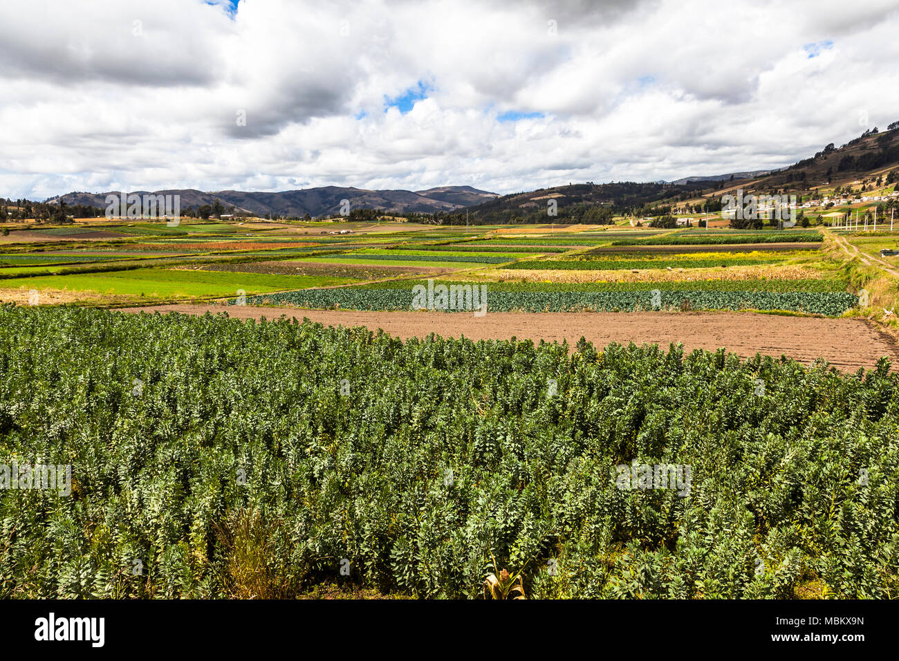 Cultivated fields ecuadorian andes hi-res stock photography and images ...