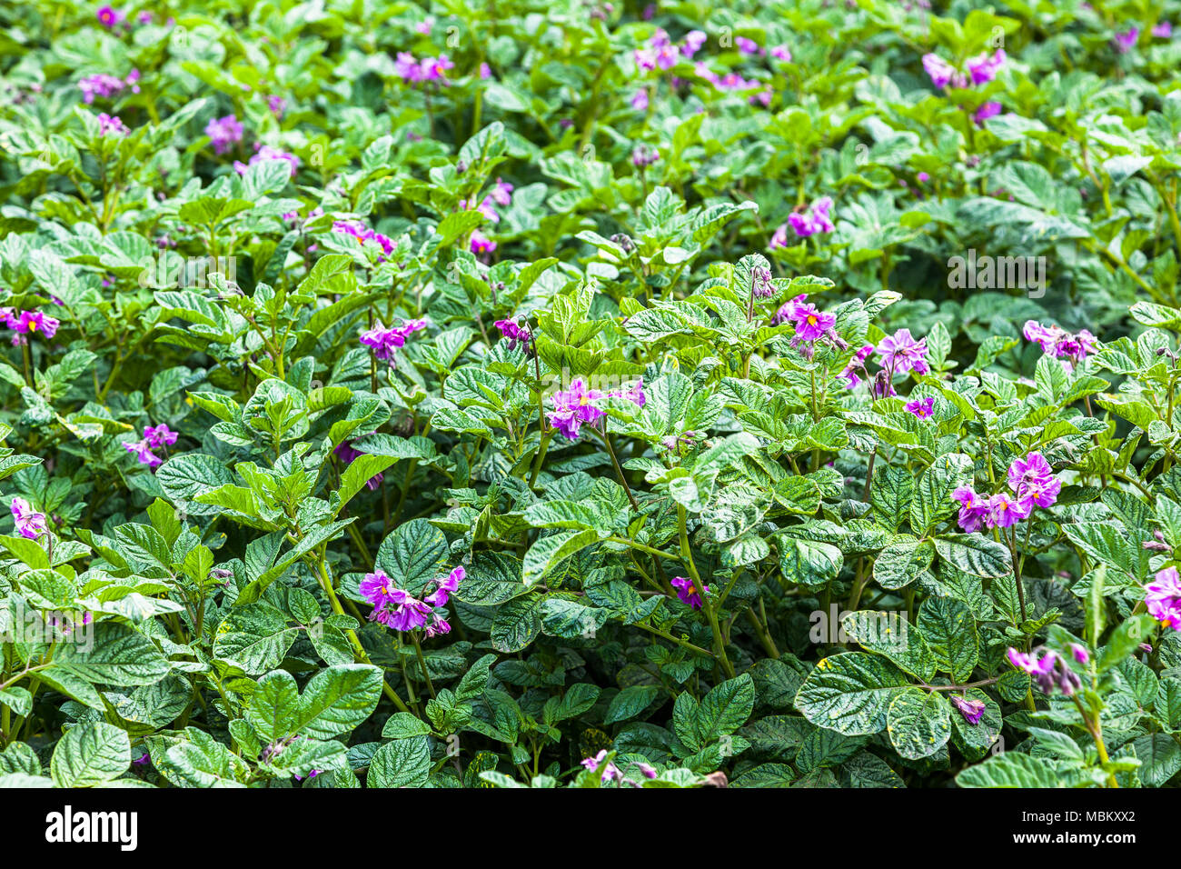 potatoes cultivated fields at Ecuadorian Andes Stock Photo - Alamy