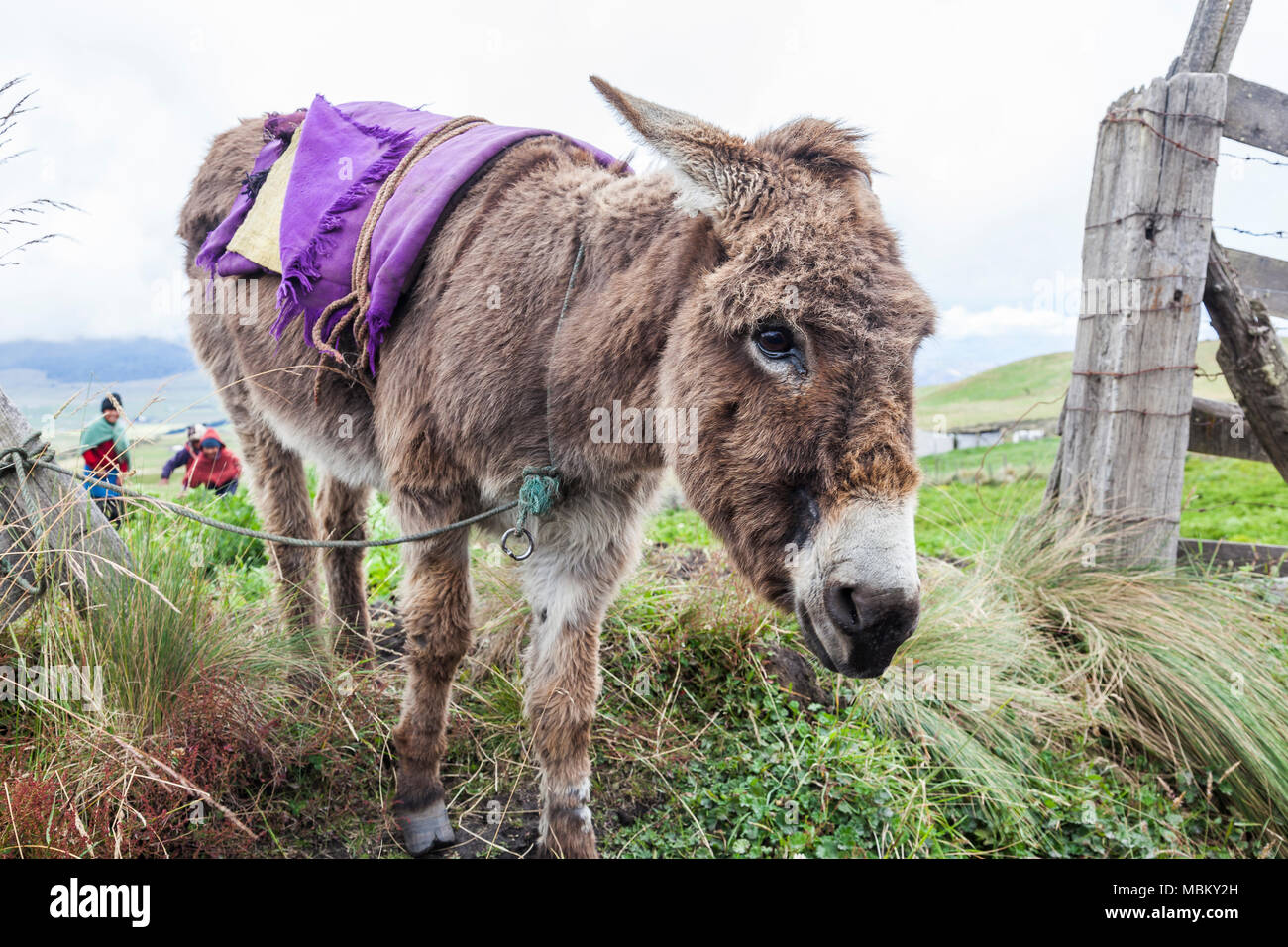 Donkey in an Ecuadorian farm at Chimborazo Stock Photo - Alamy
