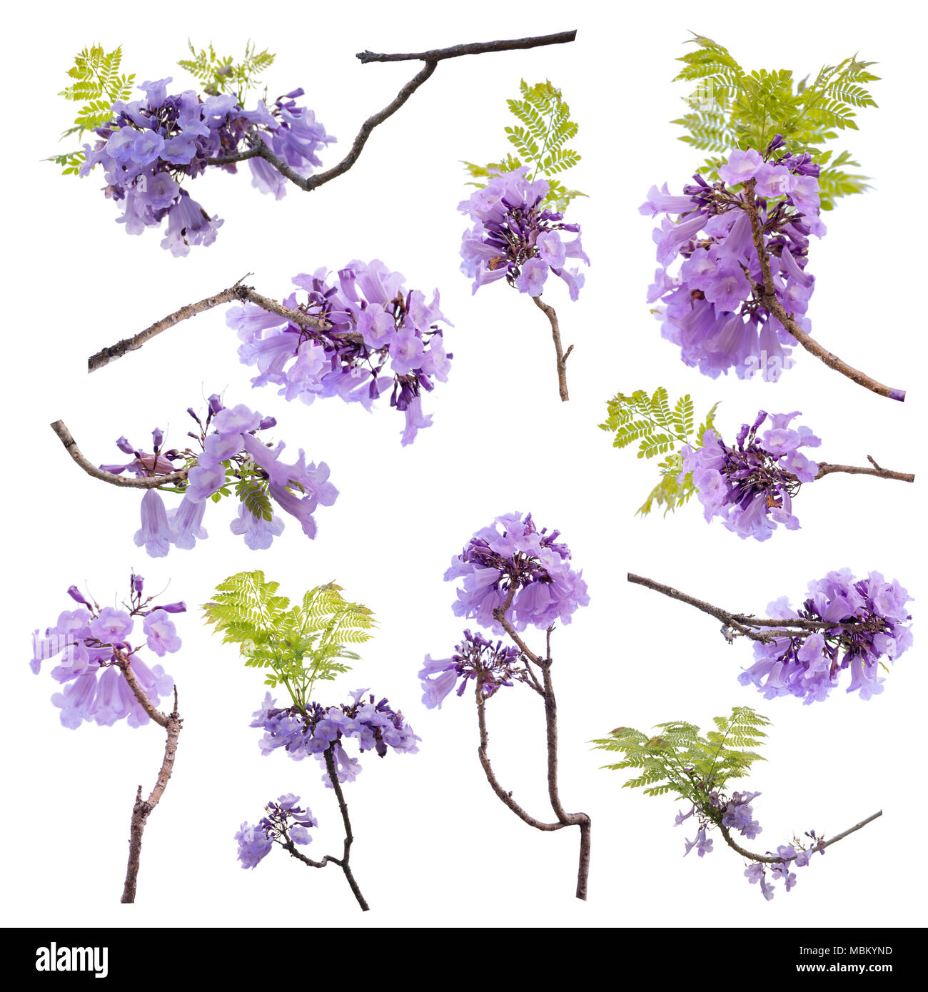 Purple jacaranda trees Cut Out Stock Images & Pictures - Alamy