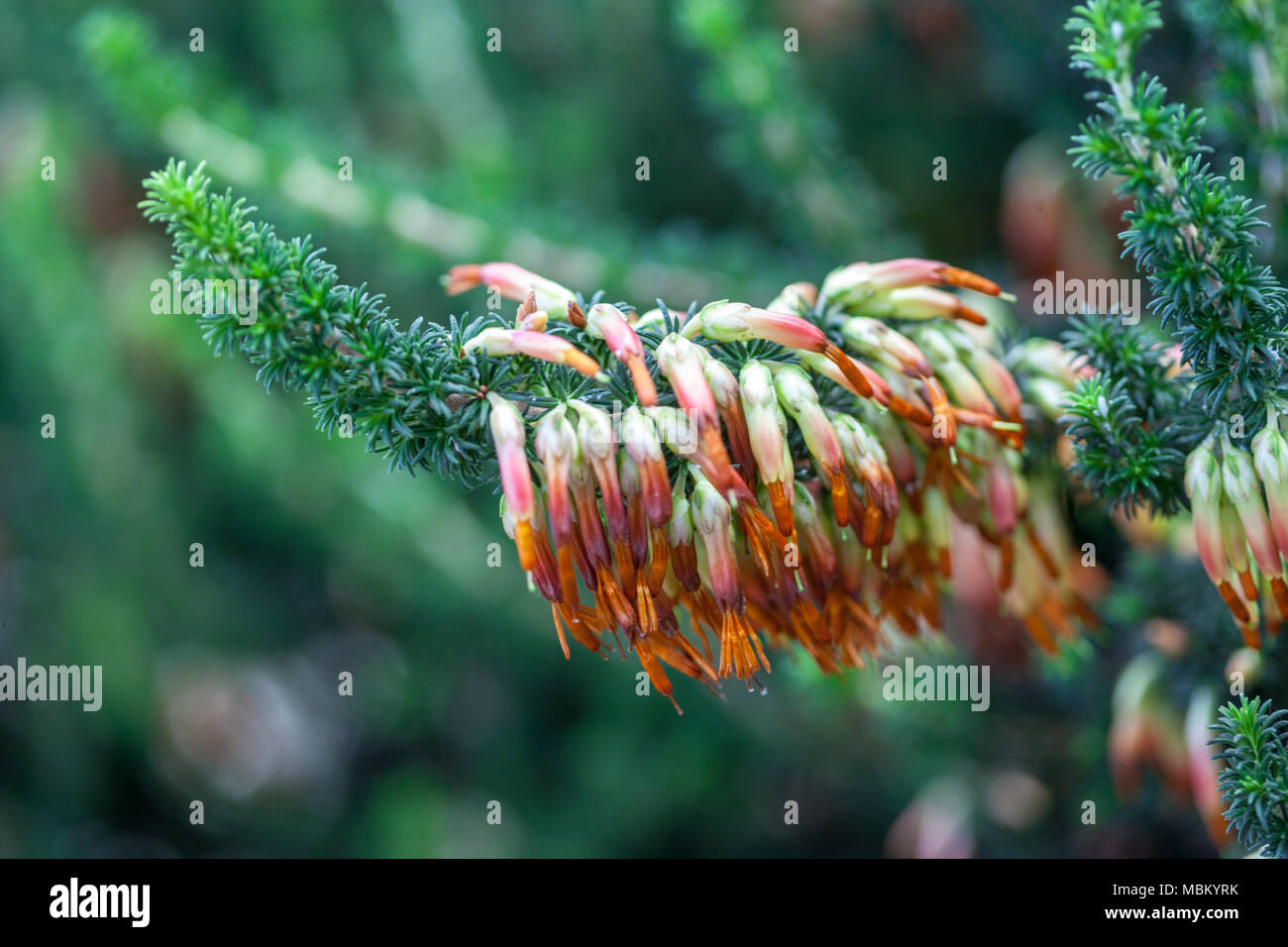 Tassel Heath, Heather (Erica coccinea Stock Photo - Alamy
