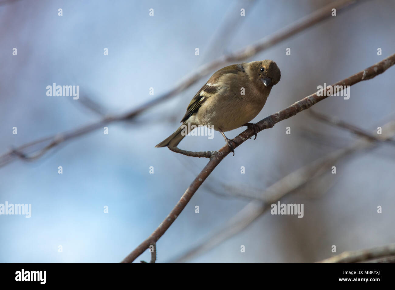 Chaffinch male and female hi-res stock photography and images - Alamy