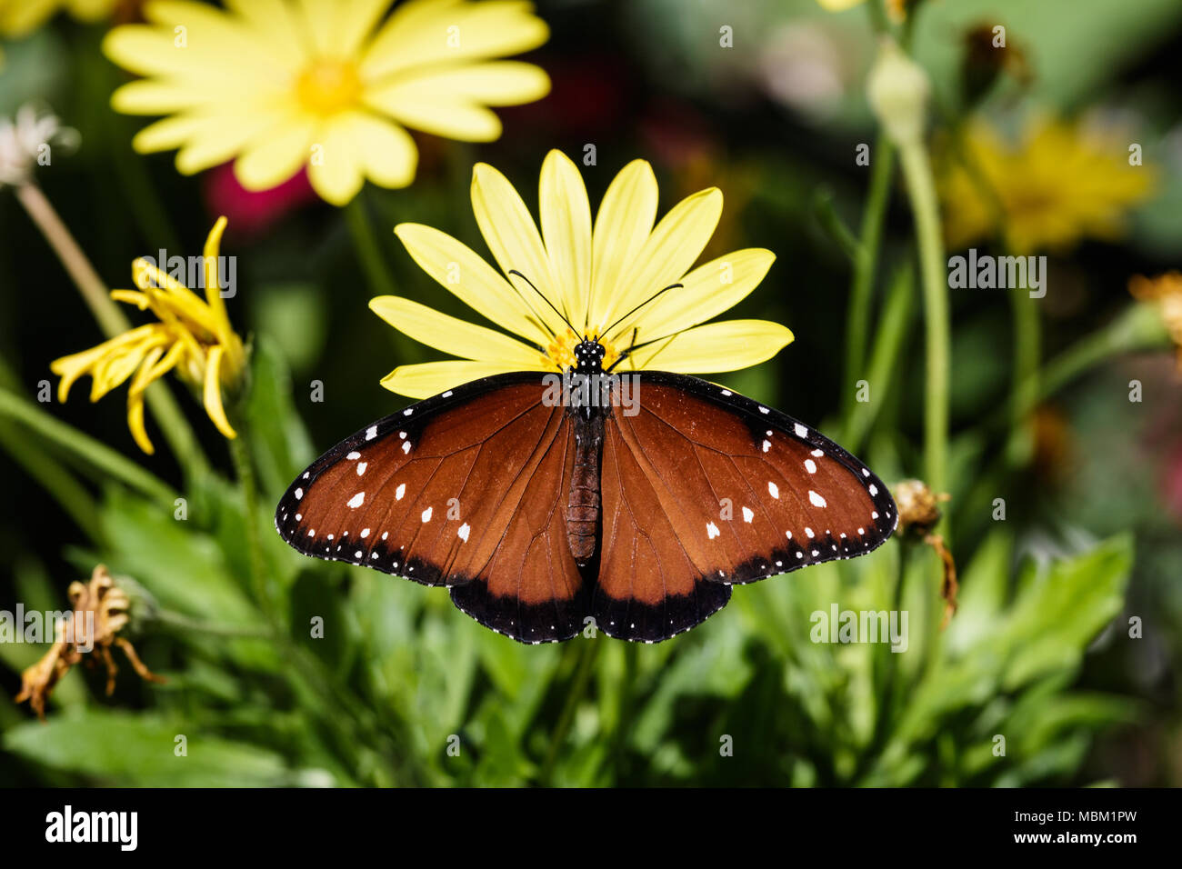 Queen butterfly desert hi-res stock photography and images - Alamy
